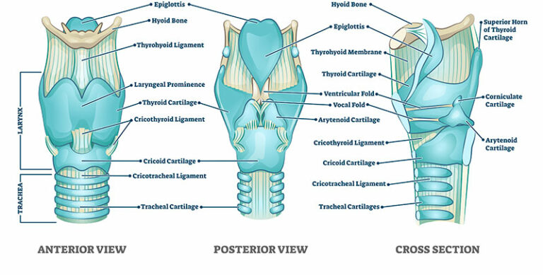 Laryngectomy – Advanced ENT Care