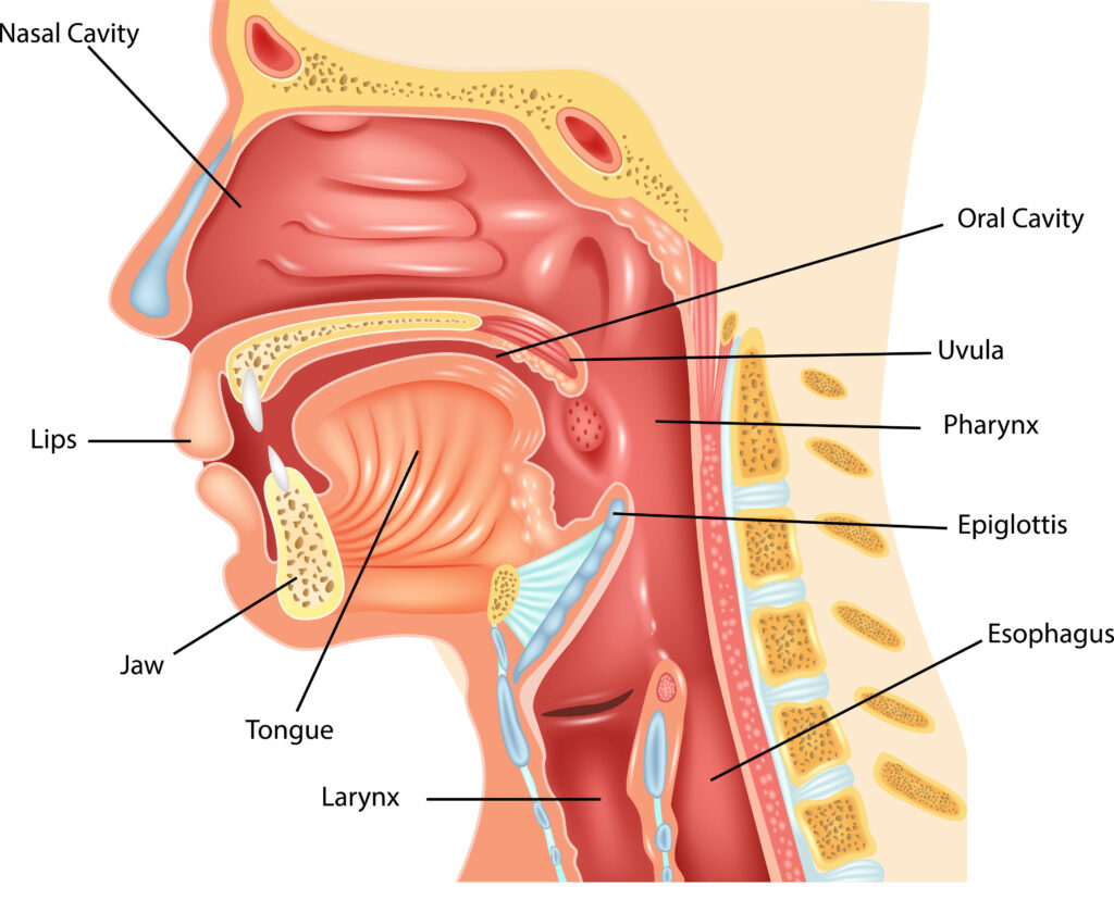 Pharyngectomy – Advanced ENT Care